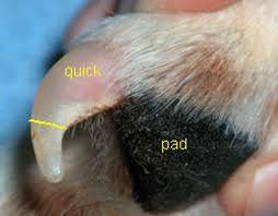 Grooming a Dog : r/dogs